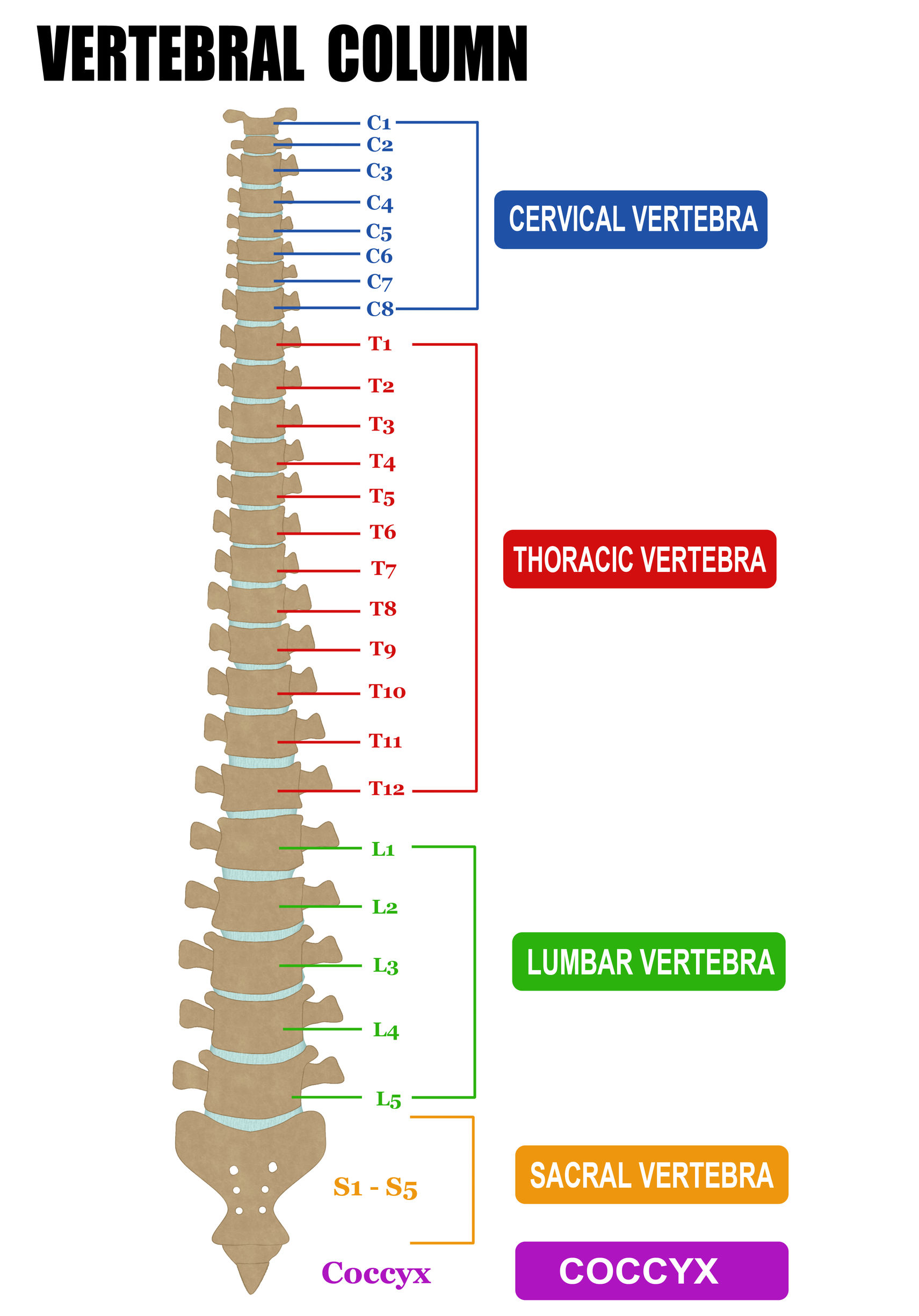 Dr Stuart Porter's Anatomy of the Spine | HFE Blog